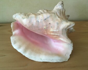 Conch shell | Etsy