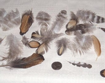 Chicken feathers | Etsy