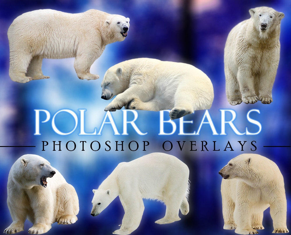 Polar Bears Overlay Photoshop Overlays for Photographers
