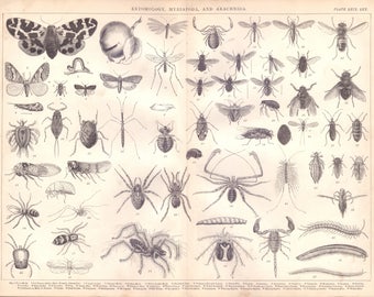 Vintage bug print | Etsy