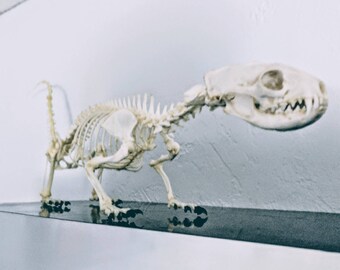 Articulated skeleton | Etsy