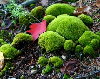 Live moss | Etsy