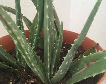 Small aloe plant | Etsy