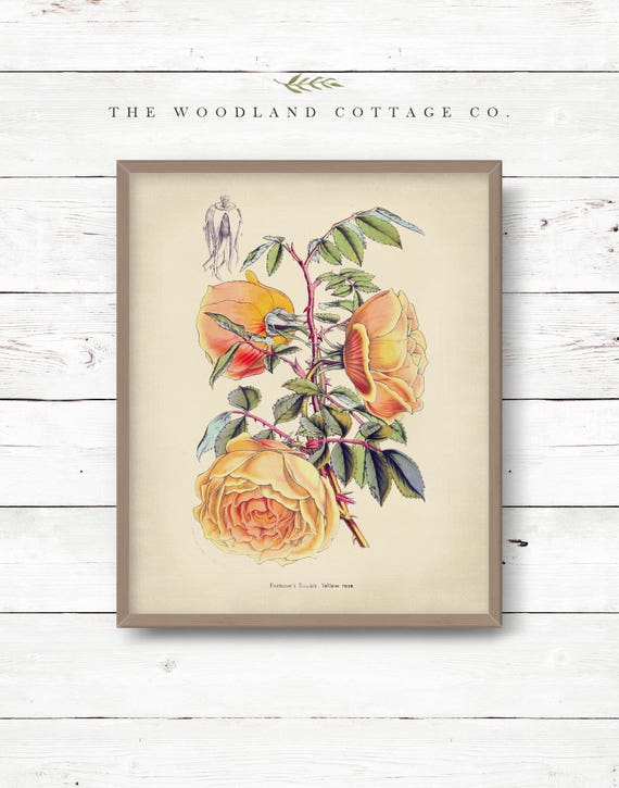 Items similar to Yellow Rose Botanical Print, Rose Flower Printable ...
