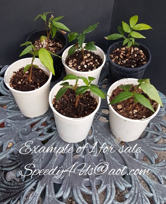 Ice Cream Bean Seedling Plant Ice Cream Bean Seedling Plant