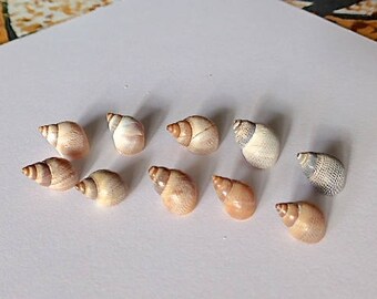 Periwinkle shells | Etsy