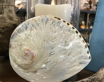 Abalone shell | Etsy