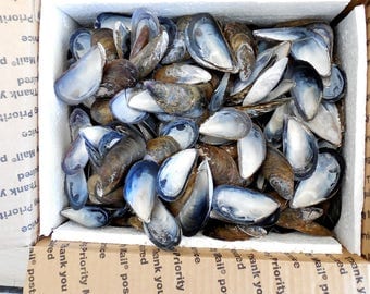 Bulk seashells | Etsy