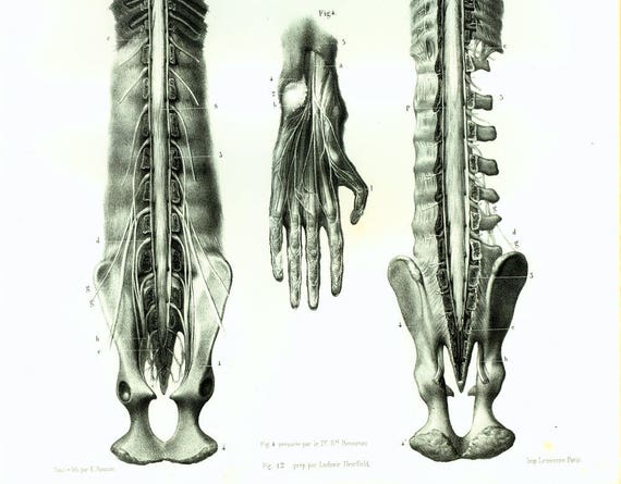 1854 Monkey nervous system Antique Veterinary print XL