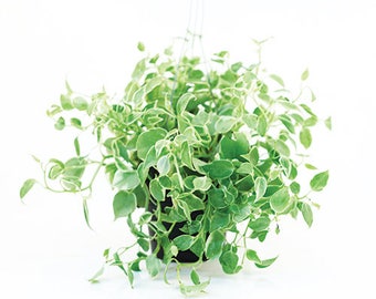 Peperomia plant | Etsy