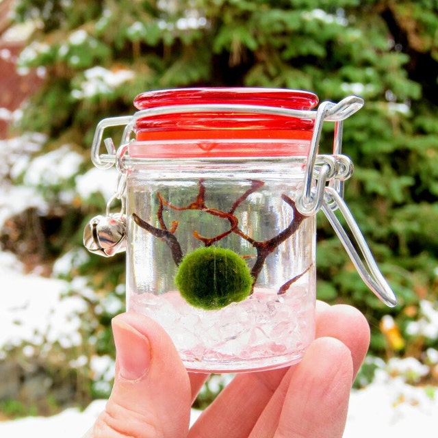 Marimo Ball Terrariums and Lichen / Moss by TinyTerrains on Etsy