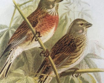 Linnet bird | Etsy
