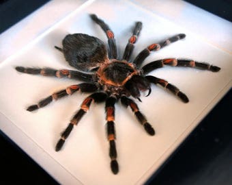 Real framed spiders and insects by TarantulaBox on Etsy