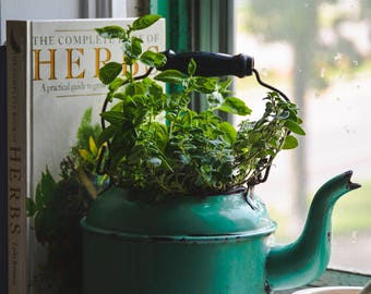 Flower pot ... Tea Pot Multi Color