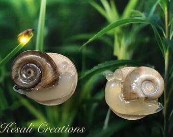 Snail shells | Etsy