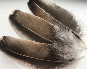 Brown feathers | Etsy