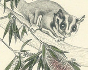 Sugar glider art | Etsy
