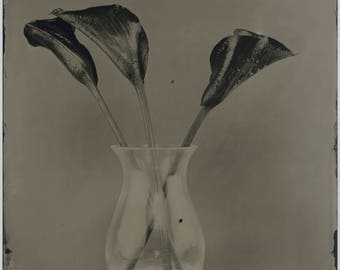 Wet Plate Collodion Photography Print Tree Landscape Fine