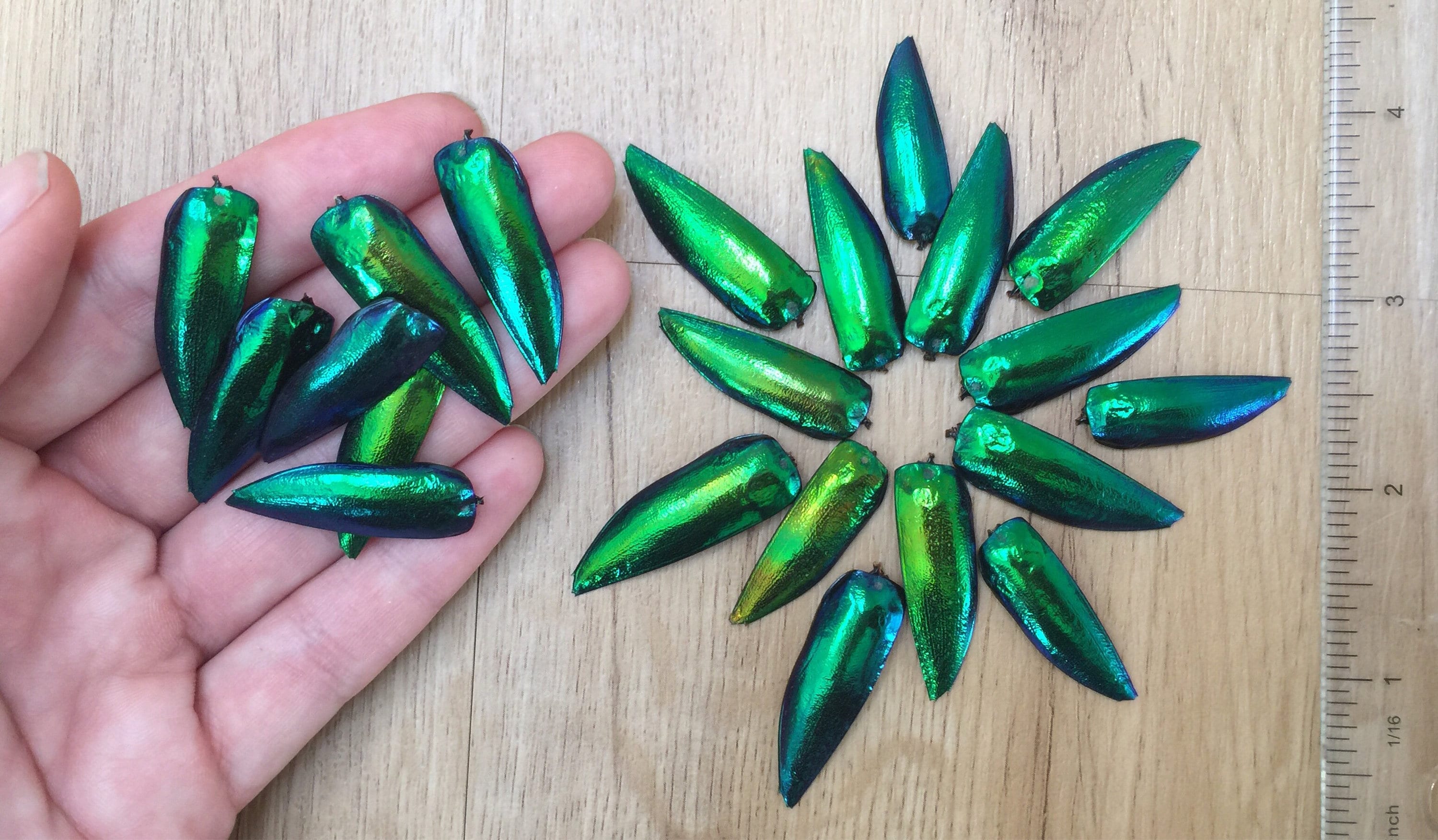 MULTIPACK Elytra Beetle Wing Covers - beetle jewelry, iridescent wings ...
