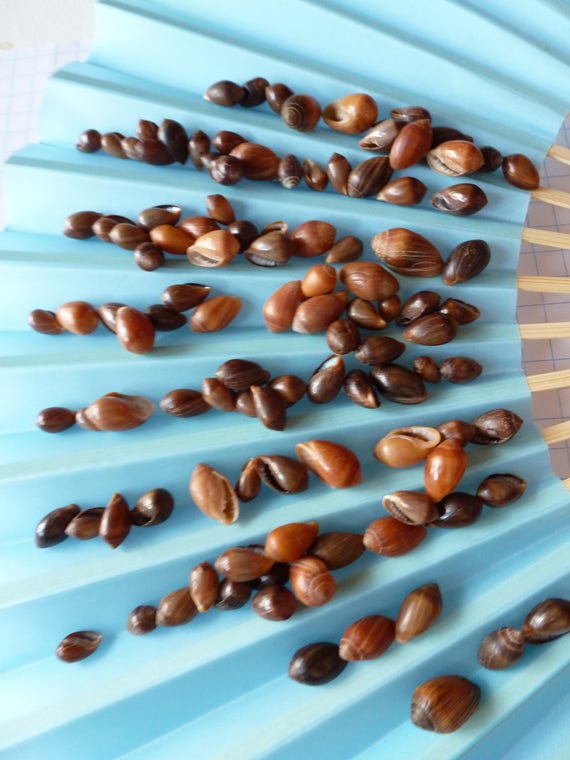 Hawaiian Poleho 'Coffee Bean' Shells Lot of 25 Whole