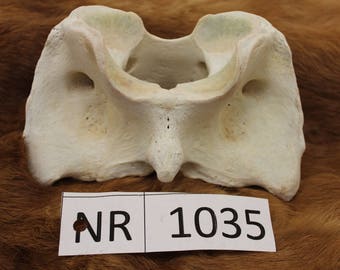 Cow vertebrae | Etsy