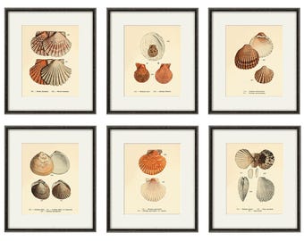 Antique Sea shell art print vintage nautical art print sea art