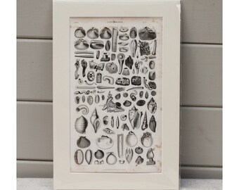 Shell illustration | Etsy