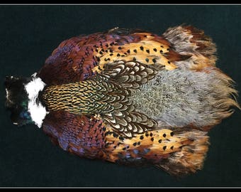 Wild Manchurian Ringneck Pheasant Feathers Pelt Skin