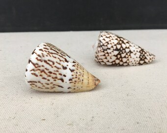 Natural sea shells | Etsy