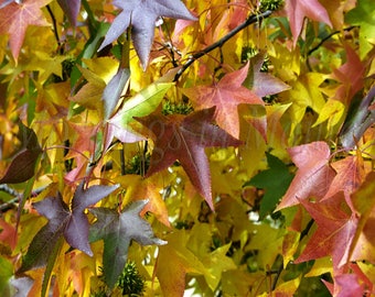 Woodland wallpaper | Etsy