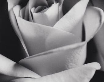 Original Rose Scratchboard Painting