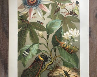Antique insect print | Etsy
