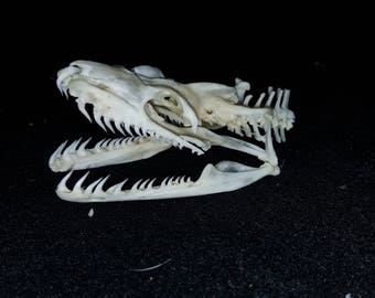 Boa constrictor | Etsy