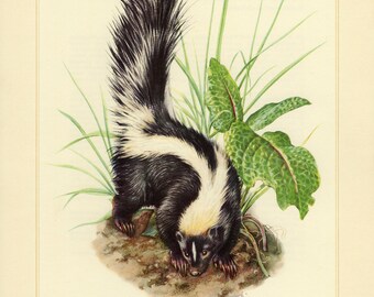 Striped Skunk Crochet Pattern Amigurumi Skunk Woodland Animal