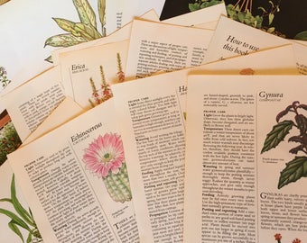 Vintage botanical | Etsy