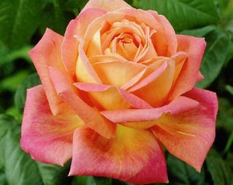 Orange rose bush | Etsy