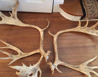Caribou antler | Etsy
