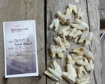 Real Animal Teeth Assorted Species 25 Pieces Stock No.