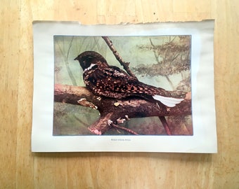 Whippoorwill | Etsy