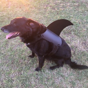 Shark Fins For Dogs. Dog Shark Fins. Shark Dog by LABRASHARK