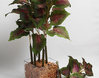 Coleus plant | Etsy