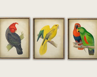Parrot art | Etsy
