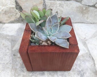 Succulent box | Etsy