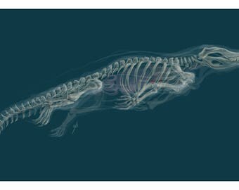 Mermaid anatomy skeleton English