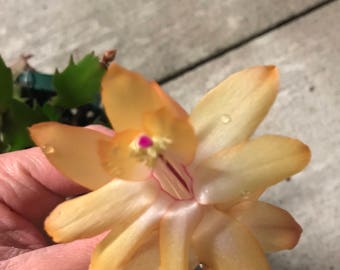 Christmas cactus | Etsy