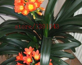 Clivia | Etsy