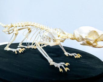 Articulated skeleton | Etsy