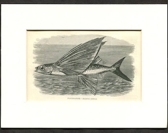 Flying fish print | Etsy