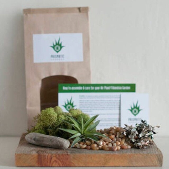 Vibrant and Unique Botanical Gifts and Décor by PrismaticGardens