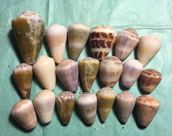 Hawaiian cone shell | Etsy